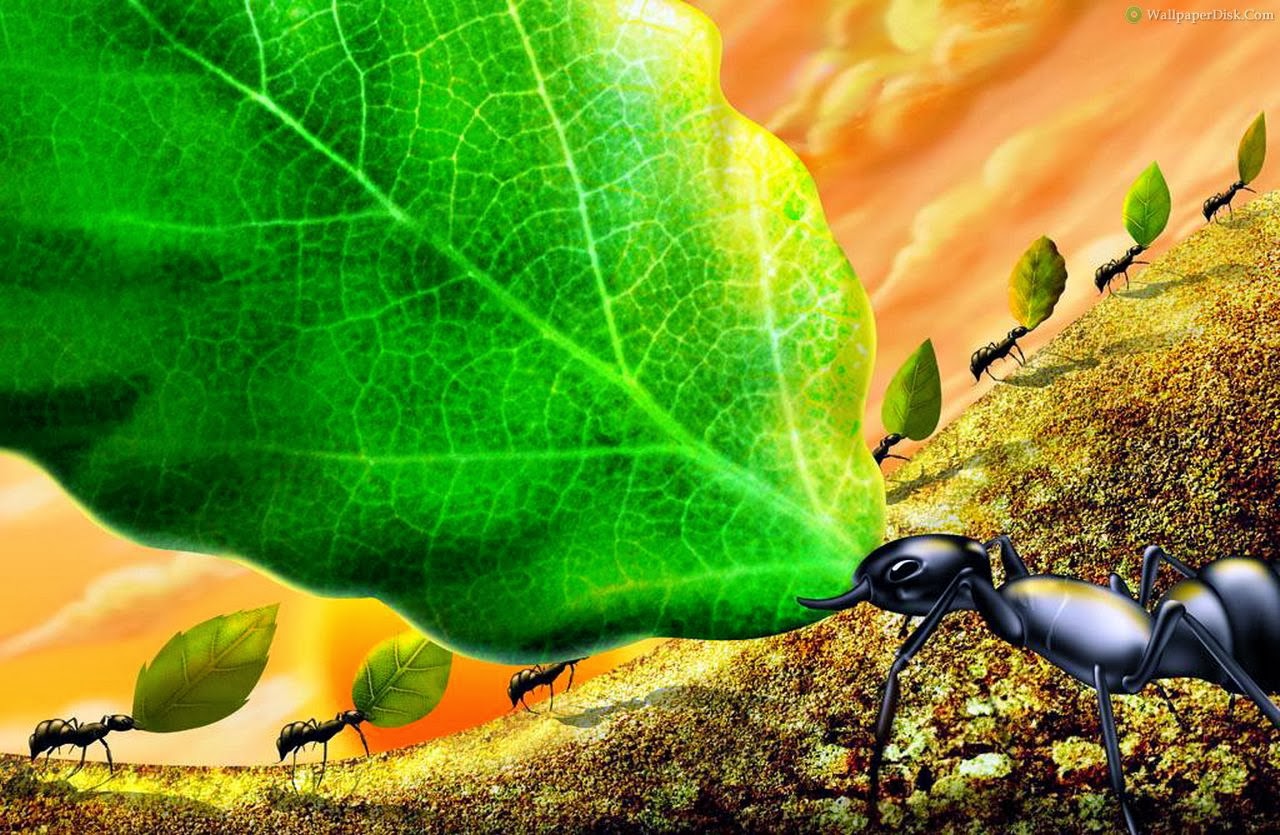 Ants Wallpaper on PC Free - beautiful desktop wallpapers 2014
