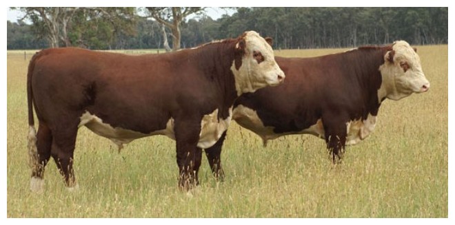 Generalidades de la Ganadería Bovina.: Hereford