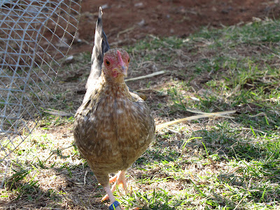 Picking Chickens With Character For The Camera And The Flock | BackYard ...