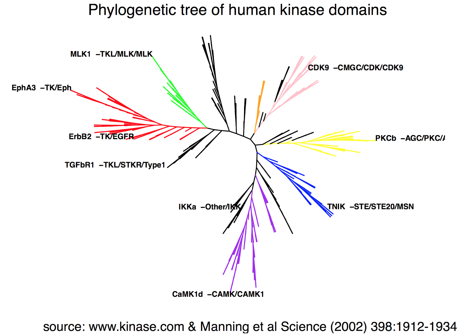R for Biochemists: Colouring my kinome phylogenetic tree...