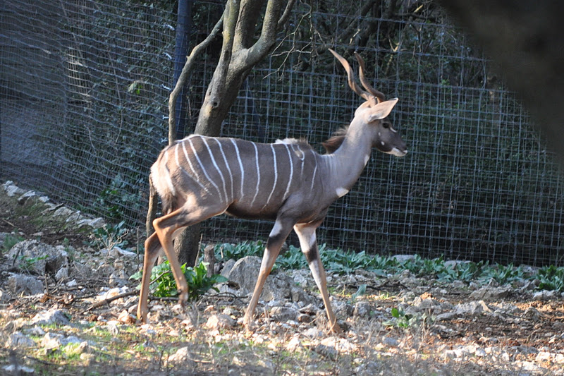 ZOOTOGRAFIANDO (6.100 ANIMALS): KUDÚ MENOR / LESSER KUDU (Tragelaphus ...