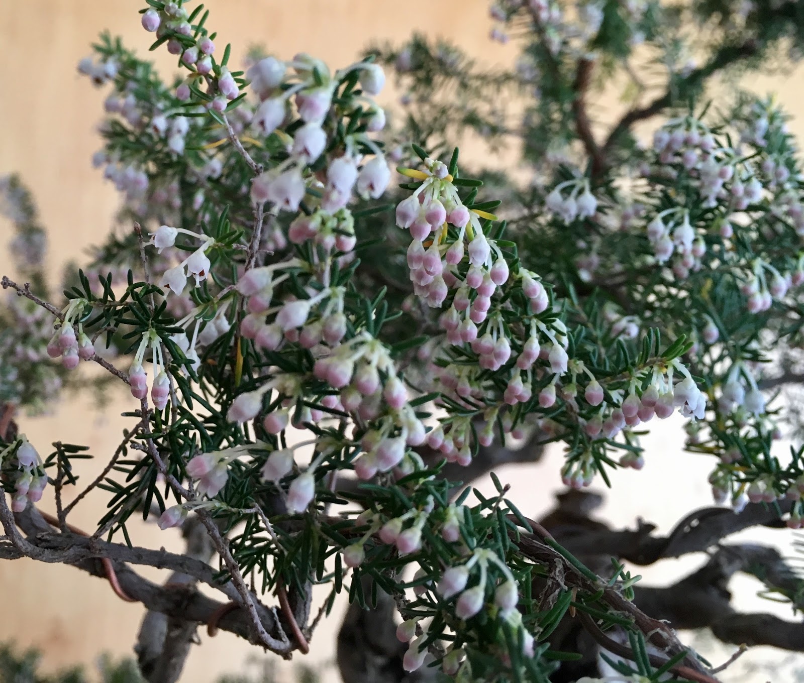 Erica arborea