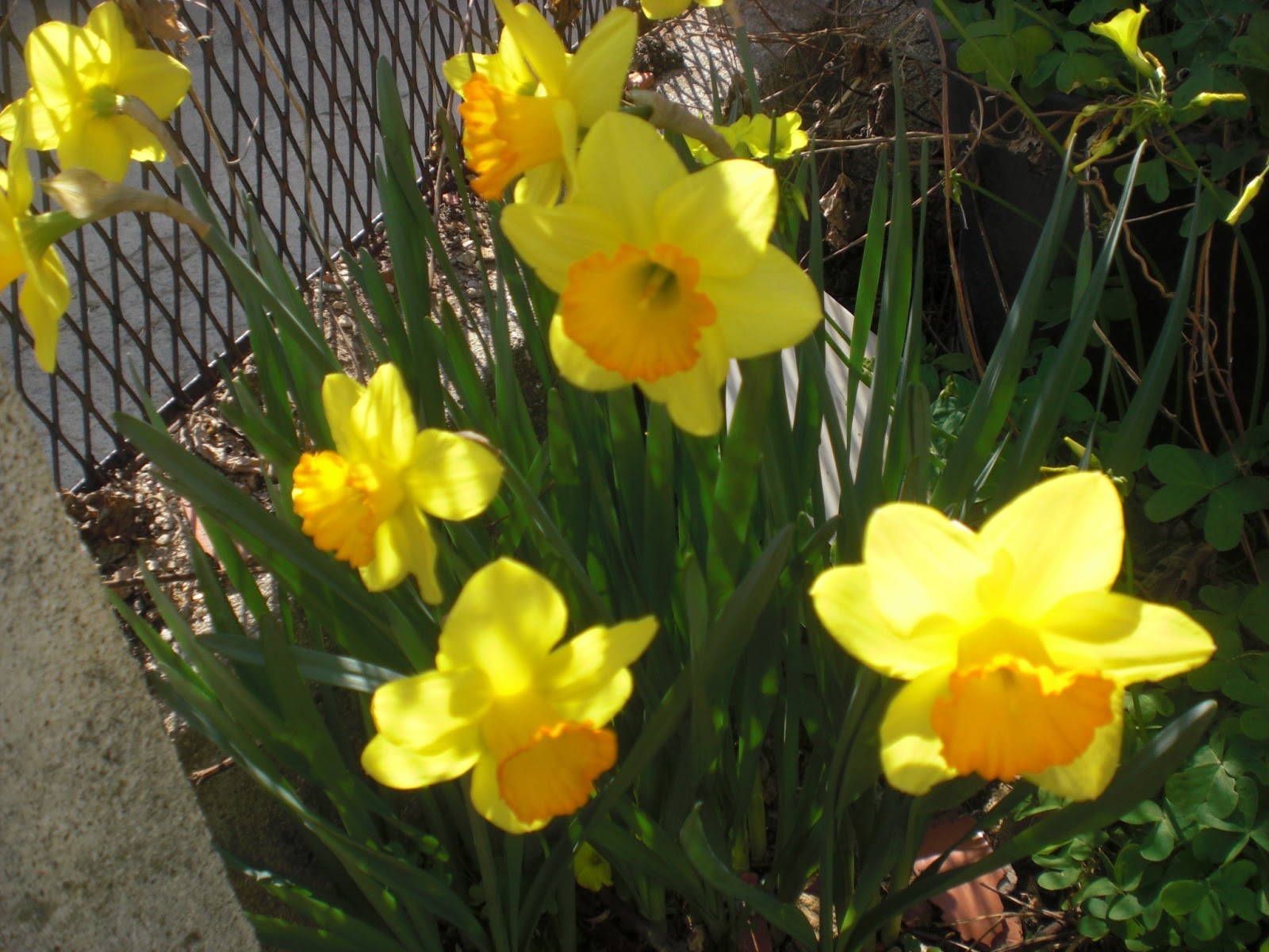 Perfumes y luces de Extremadura: Narciso. Narcissus. Mis flores.