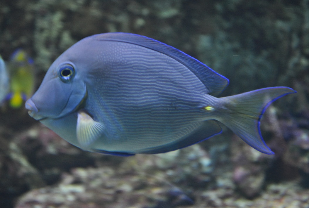 ZOOTOGRAFIANDO (MI COLECCIÓN DE FOTOS DE ANIMALES): PEZ CIRUJANO AZUL ...