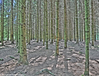 HDR (...and other photography): Bois Jacques