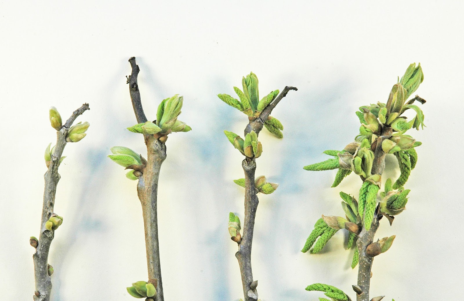 Northern Pecans: Pecan trees breaking bud