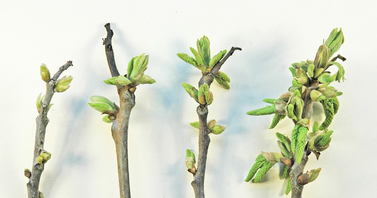 Northern Pecans: Pecan trees breaking bud