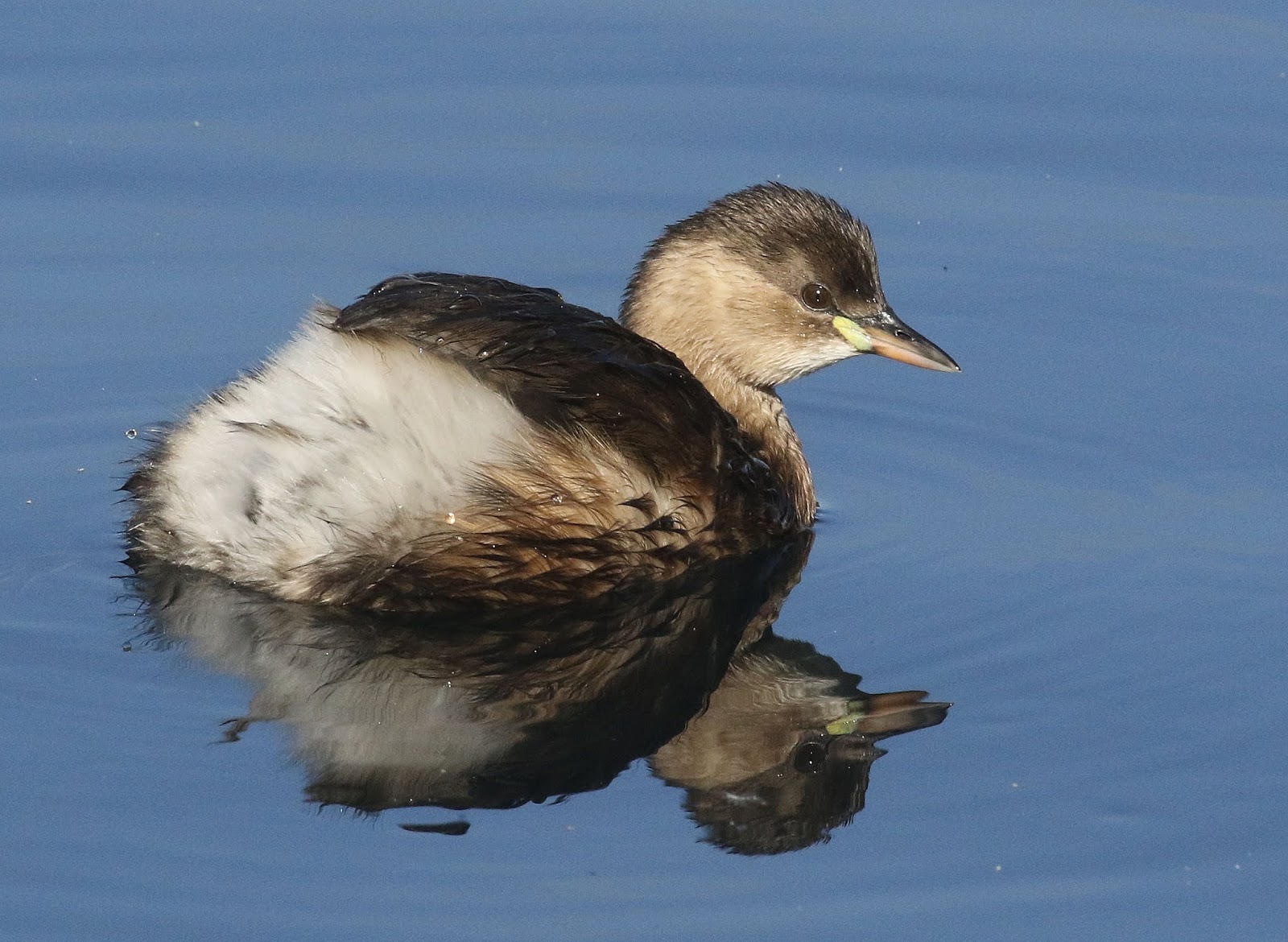 Birding with Flowers: Warm, but Windy