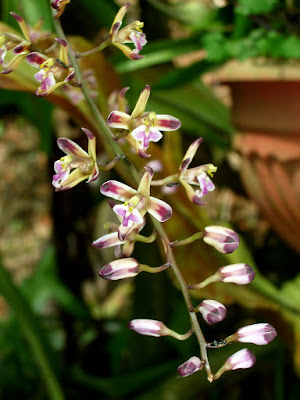 Acriopsis liliifolia orchid plant care and culture | Travaldo's blog