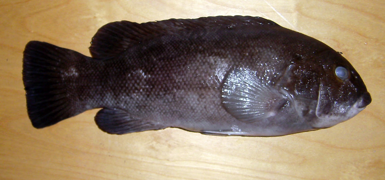 Top Water Charters Fishing Reports and News Beaufort Morehead City ...