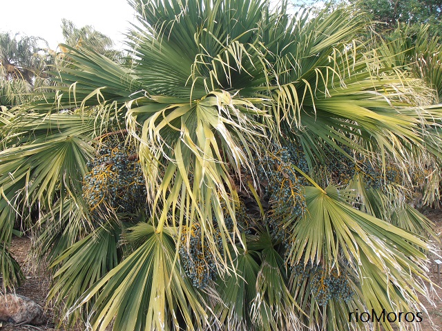 PALMERA DE ABANICO CHINA: Livistona chinensis | Plantas rioMoros