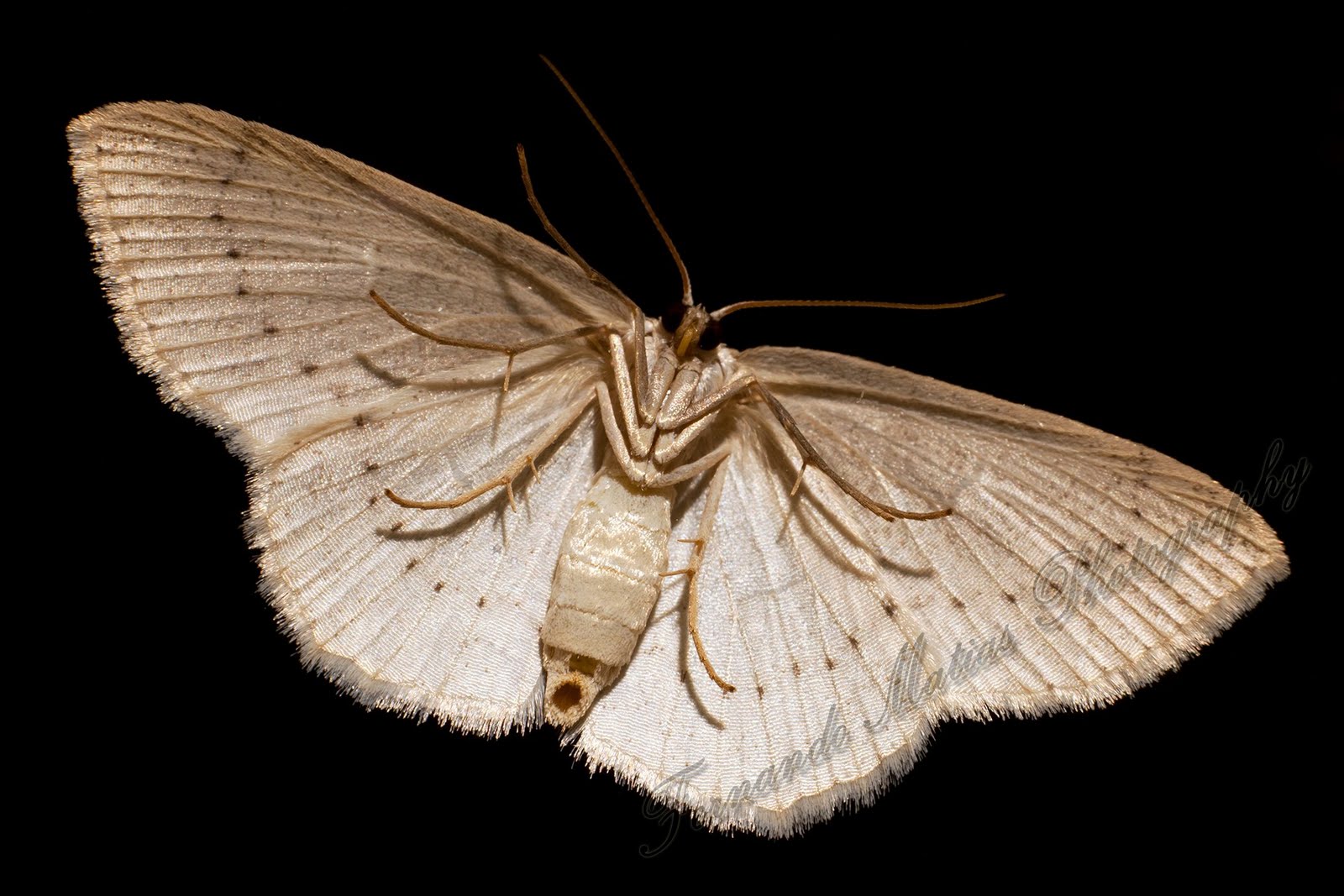 Fernando Matias Photography - Ottawa Ontario - Ottawa Wedding ...