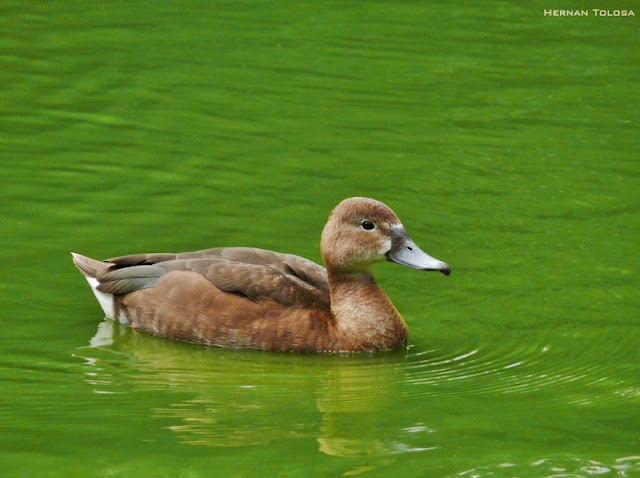 Aves de Argentina: Pato picazo (Netta peposaca)