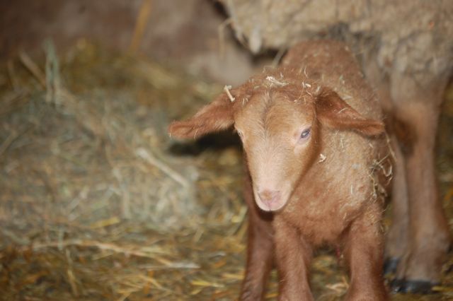 Little Hills Sheep Ranch: About The Tunis Sheep Breed