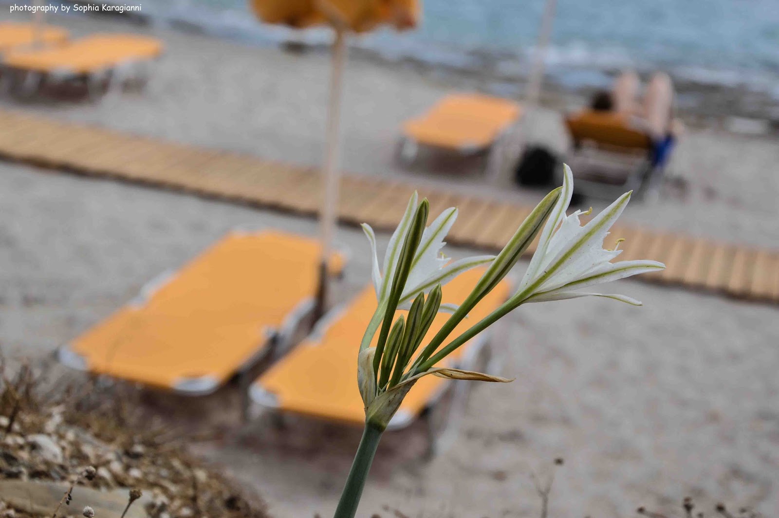 Kos and the Dodecanese through my eyes-Η Κως και τα γύρω νησιά μέσα από ...