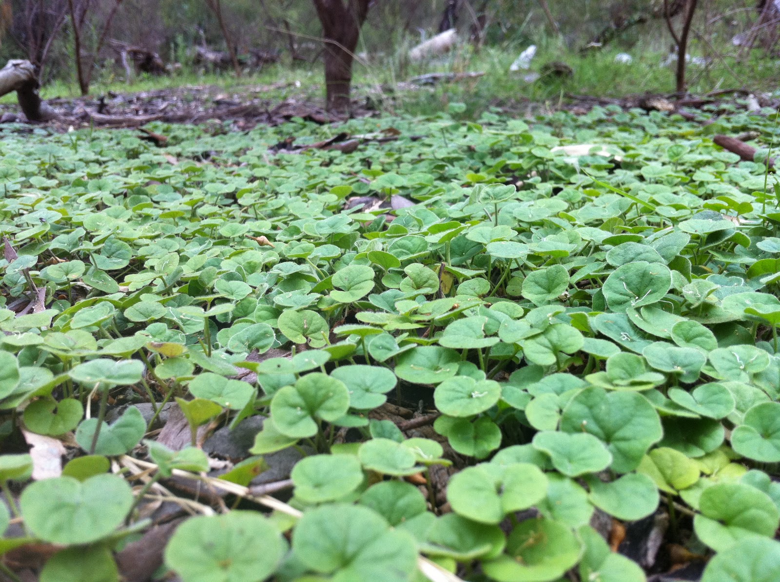 Plant Nerd School for Plant Nerds: Kidney Weed - Dichondra repens ...