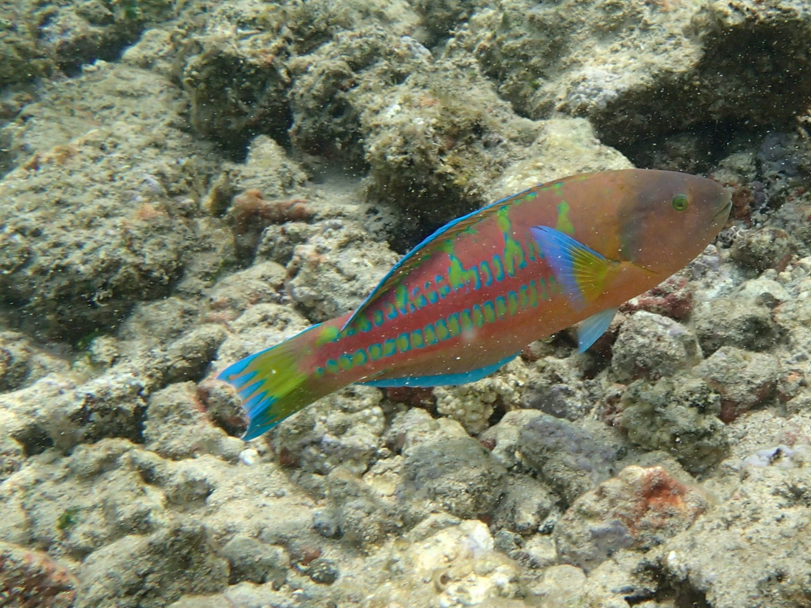 Kauai anew!: Do Rock Mover Wrasse have scales?