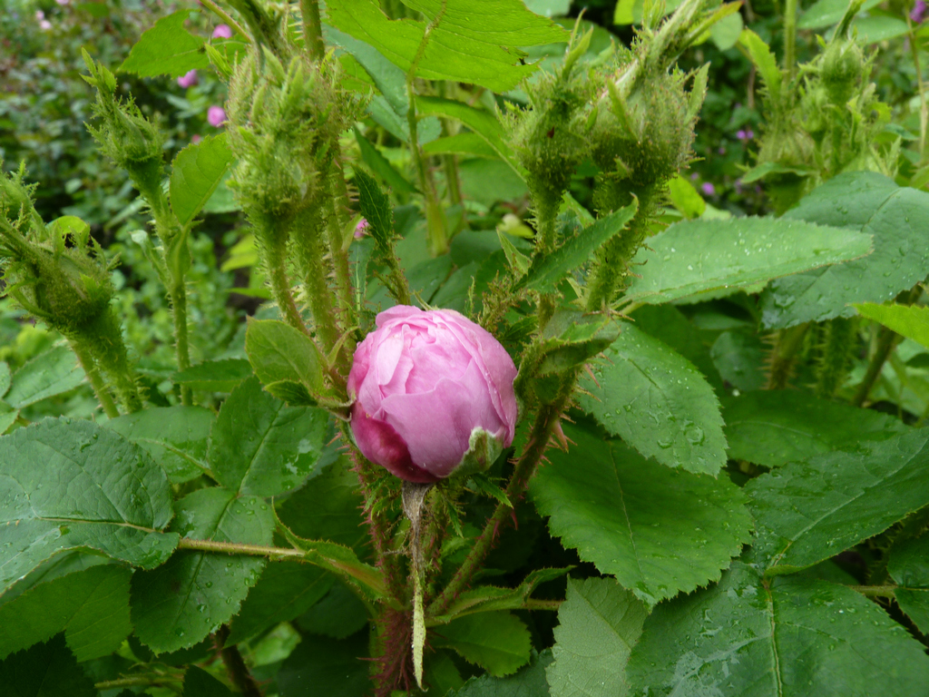Høneballehaven på Samsø og Hellerupvej på Fyn: En stranding og roser