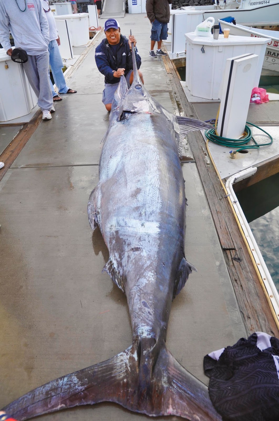 Pisces Fleet Sportfishing Blog: Massive Marlin Caught in Cabo by Senior ...