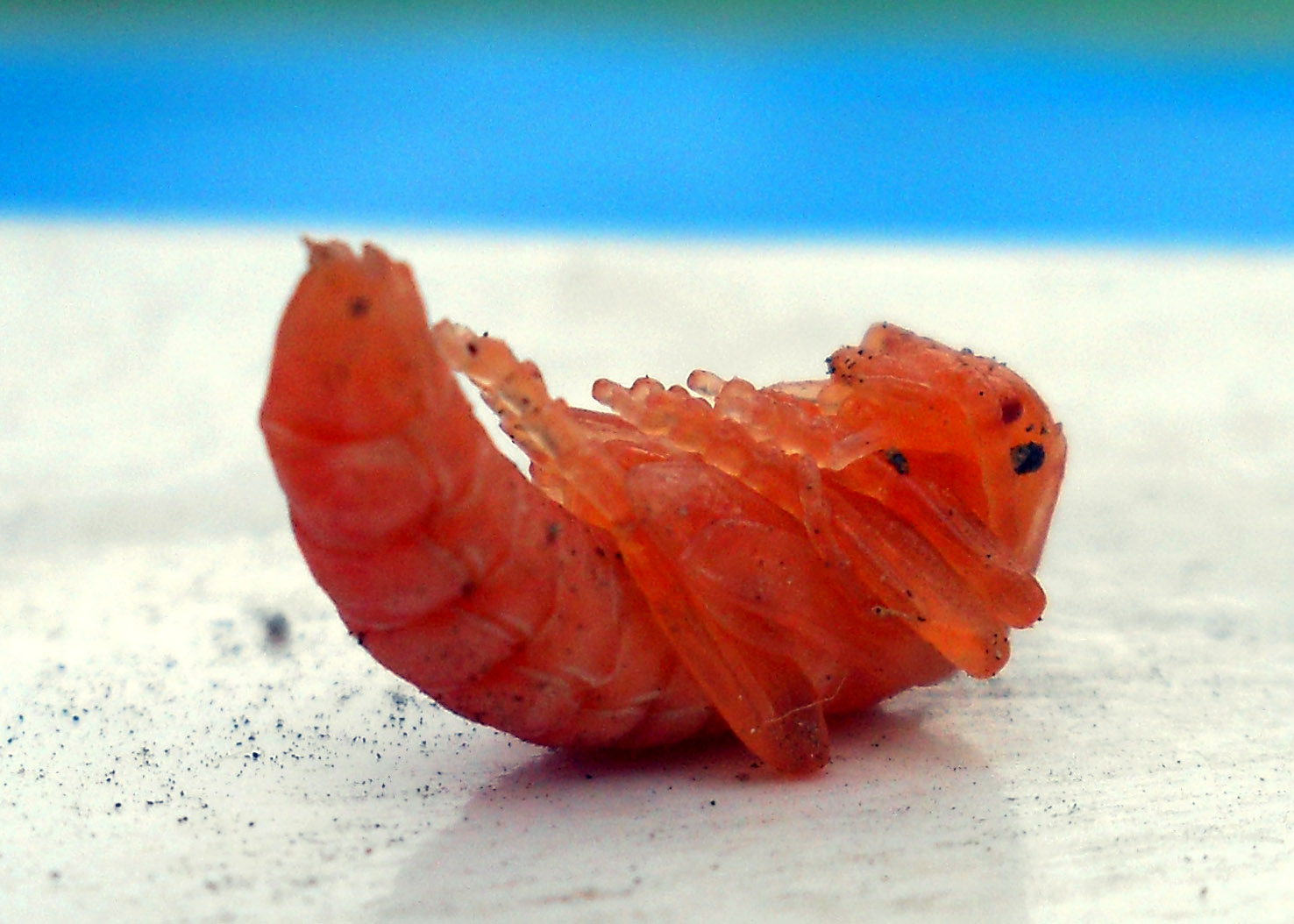 Plot Notes: Ugly Bug