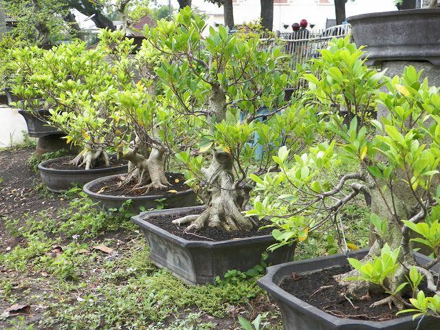 Natural: Bonsai Kimeng ( Ficus Microcarpa )