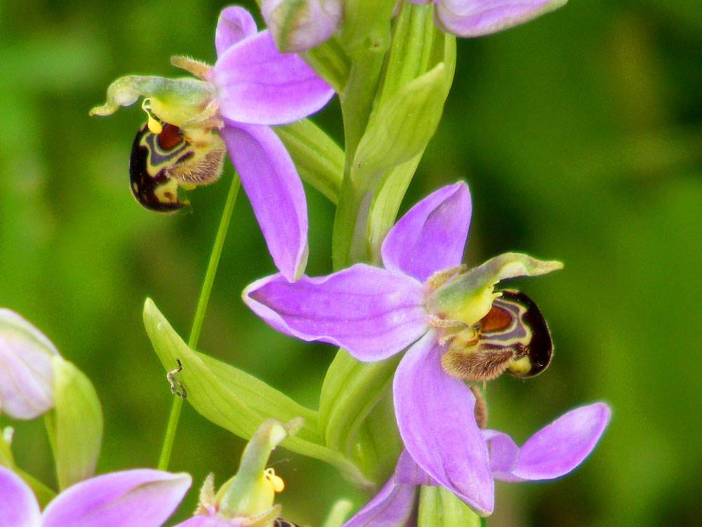 Days on the Claise: Bee Orchids - a photo series