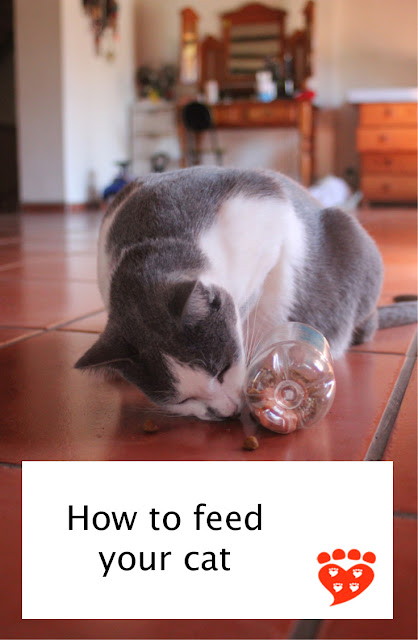 How to Feed Your Cat: The Modern Guide to Feline Foraging