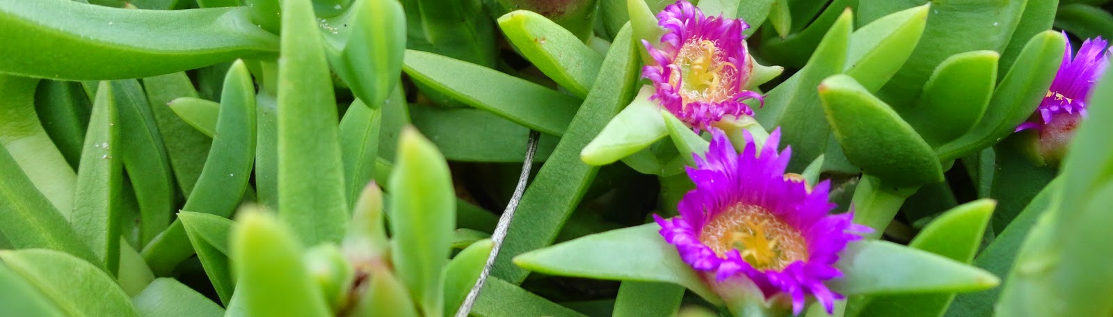 Locavore Intentions: Pig Face and not a Snout in Sight