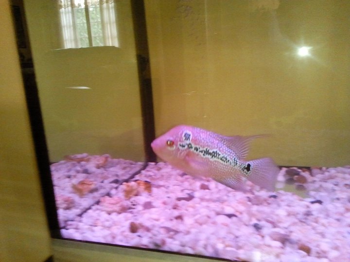 Flowerhorn The Hybrid Cichlids: Female Flowerhorn - weng opon