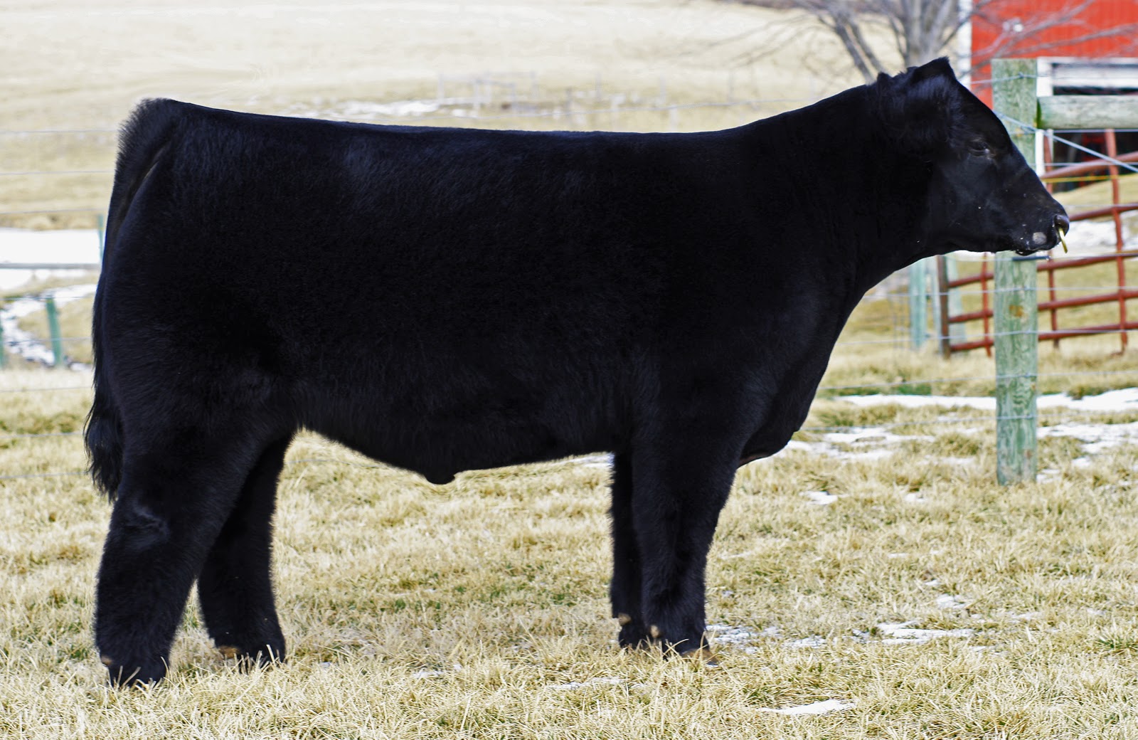 Holtkamp Cattle Co: Heat Wave bull selling.
