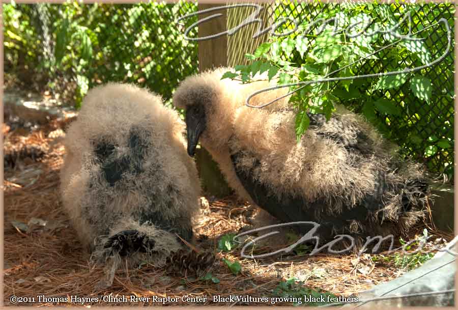 Landing Heron.. awkward beauty Cats, Photos,Jewelry,Jesus: Vultures ...