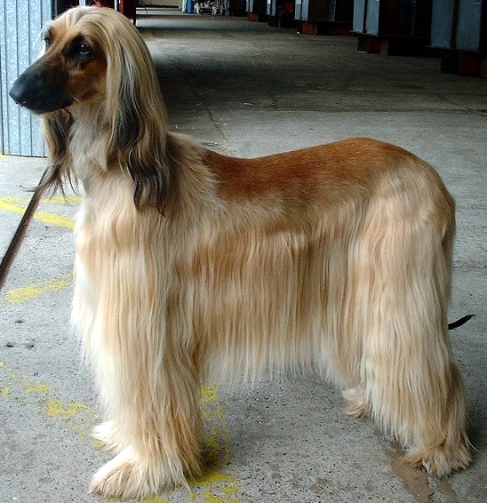 Dog Pictures: Afghan Hound Dog