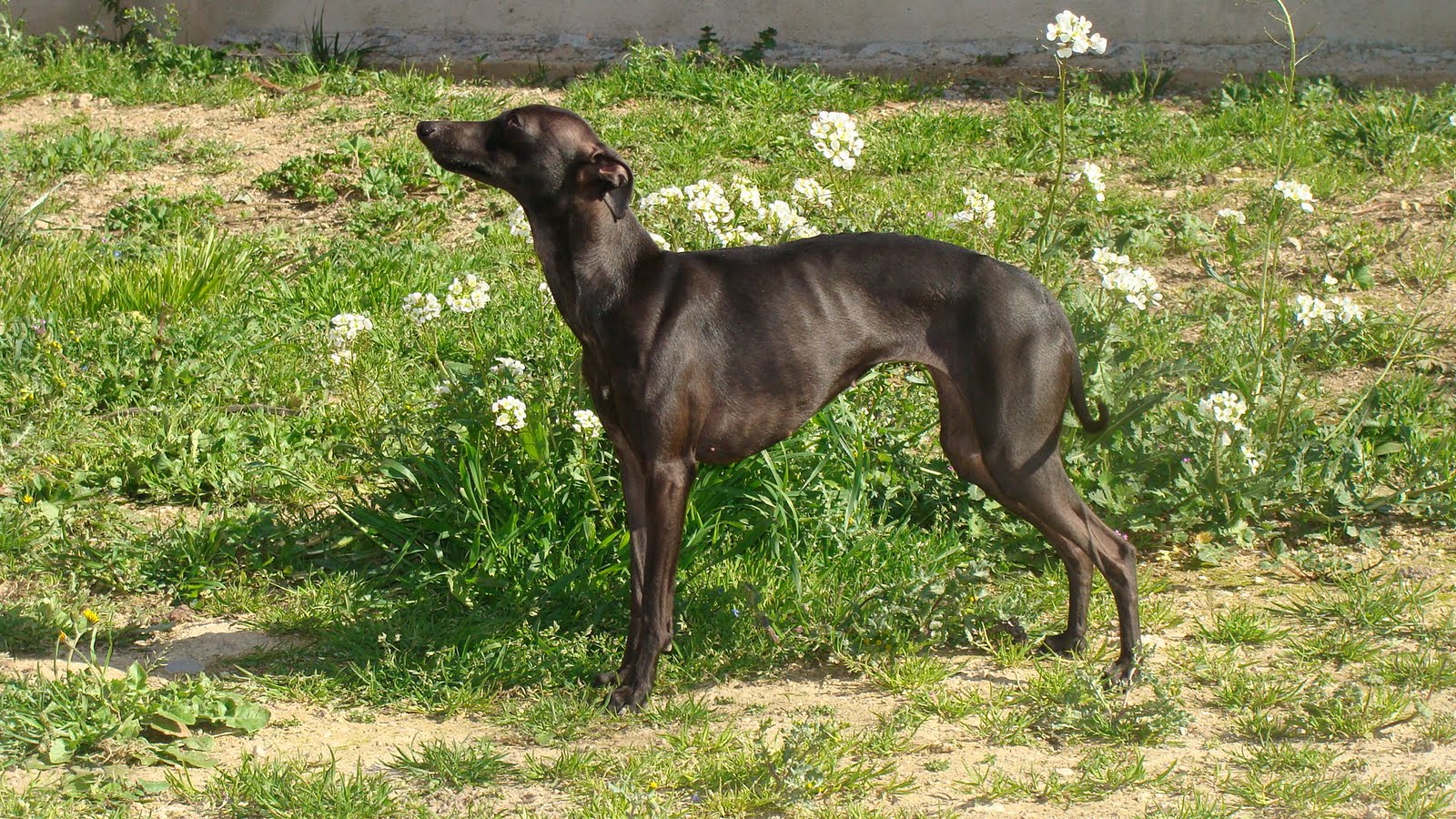 L'arche aux poils et aux plumes: Les races de lévriers