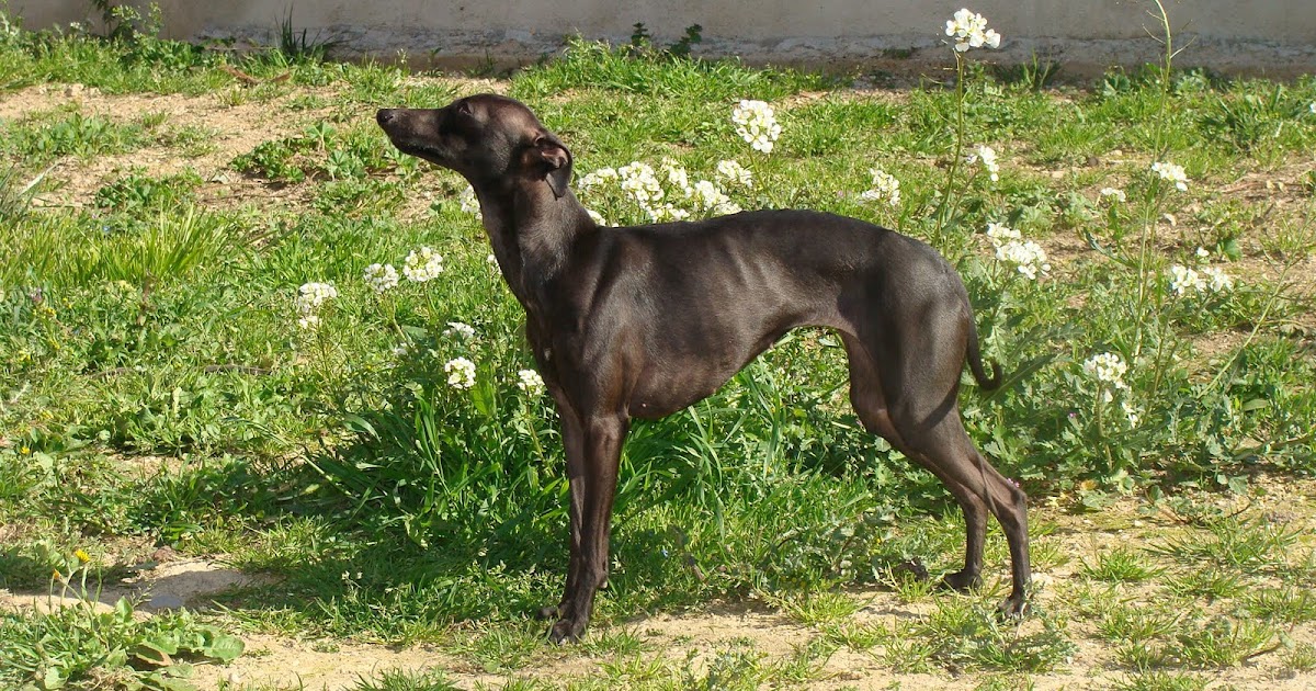 L'arche aux poils et aux plumes: Les races de lévriers