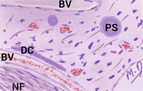 Oral Pathology India: ORAL HISTOLOGY- PULP