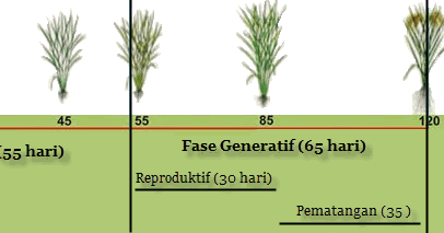 Daur Hidup Tanaman Padi
