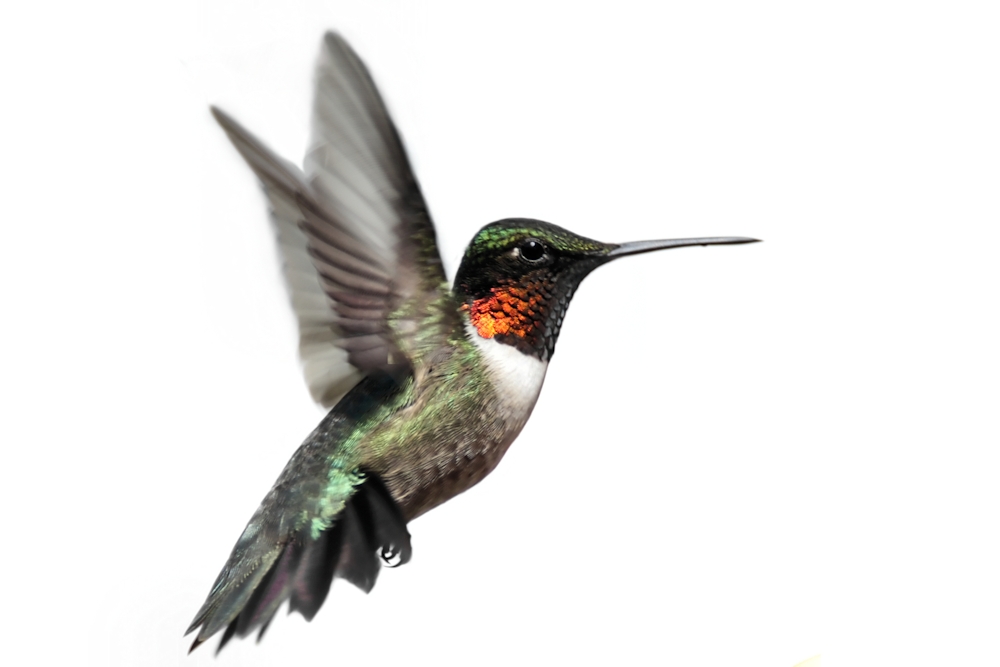 Steve Byland Nature Photography: 100 Creative Photography Exercises