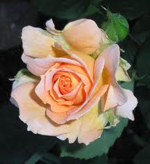 Rose Color Meanings by Tallahasee Florist