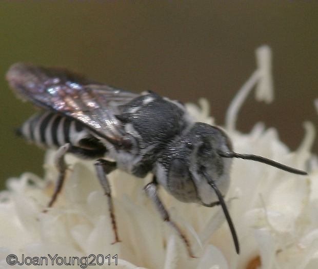 South African Photographs: Cuckoo bee - Coelioxys