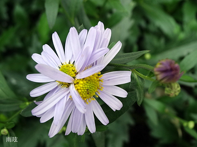 雨玹: 馬蘭(雞兒腸)/Field Aster