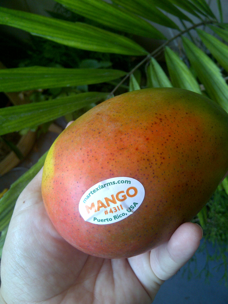 The Rainforest Garden: Why Your Mango Tastes Awful