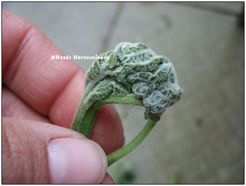 Heidi Horticulture: Annabelle Hydrangea - Leaftier Moth