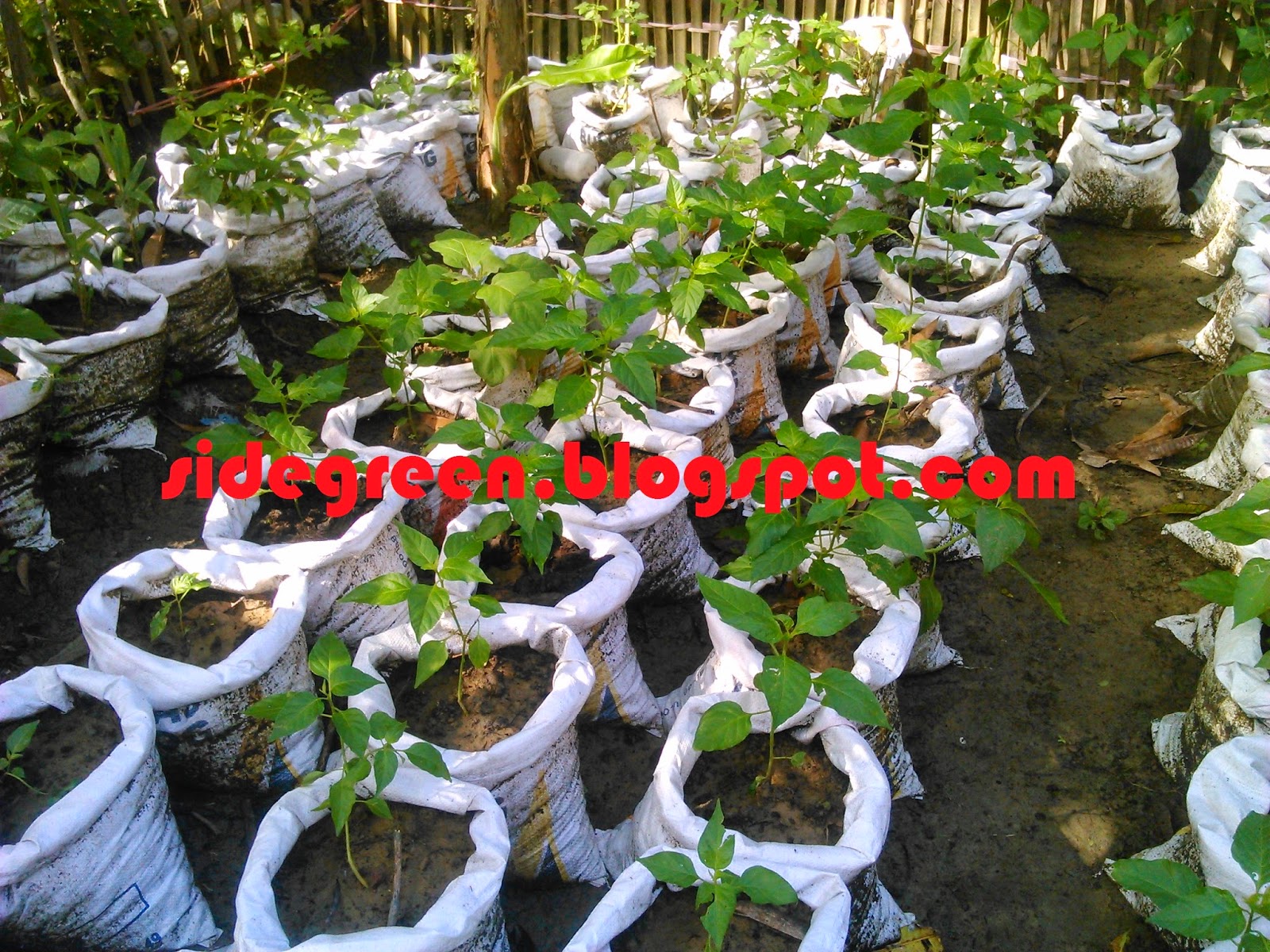 Cara Budidaya Cabe dalam Karung yang Mudah dan Menguntungkan di Halaman ...