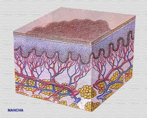 Aprendiendo estética: La piel y sus patologías.