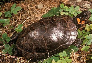 Bog Turtle Species | Animals In The World