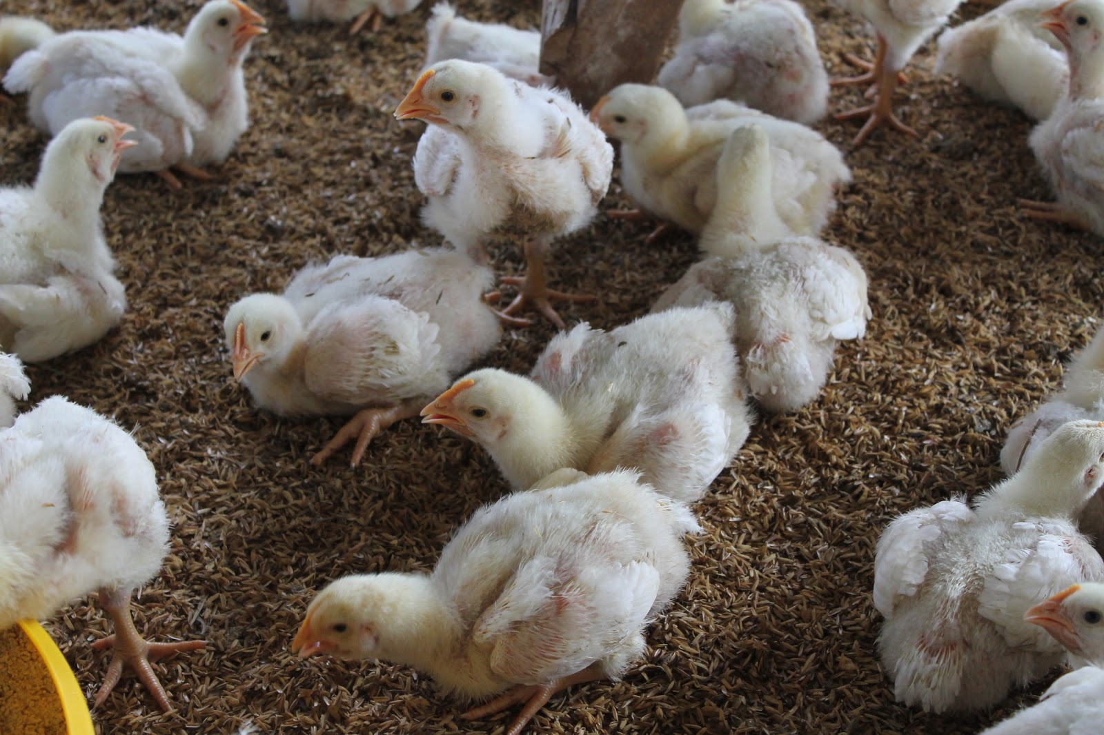 USAHA BIBIT AYAM PEDAGING: Kumpulan foto Bibit ayam potong