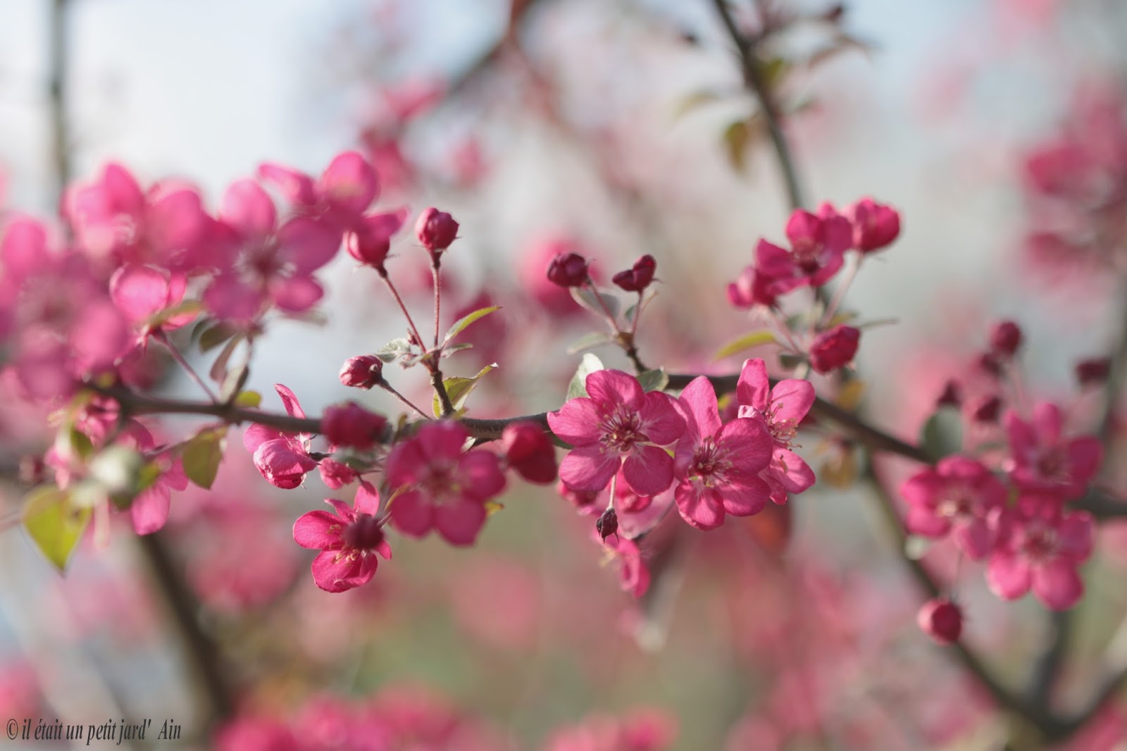 IL ETAIT UN PETIT JARD'AIN ...: FOCUS PRUNUS MALUS TRESORUS ...