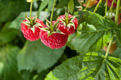 Vegetable Gardening with Mike the Gardener: Grow Raspberries in Your ...