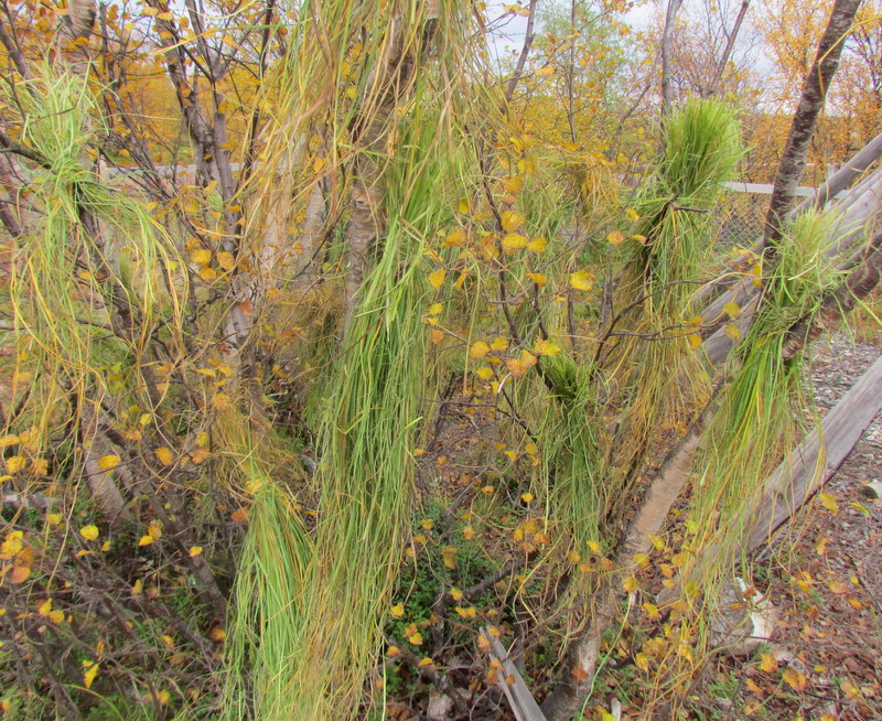 gáhkkorčoru studeantta mánáidgárdi: STUORIT OSSODAT SUIDNEN ...