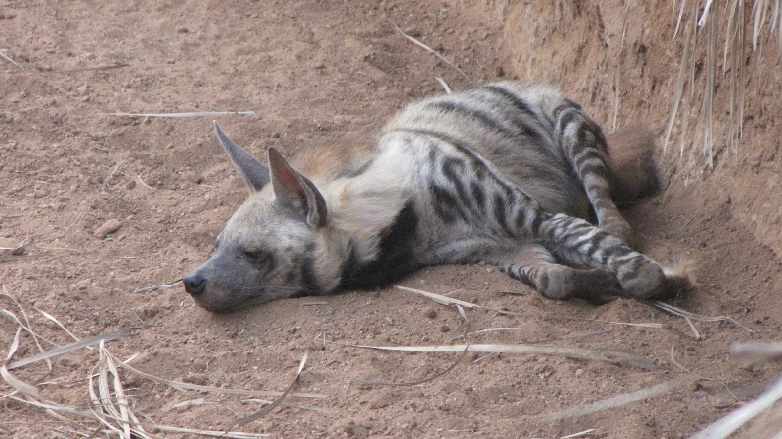 Taylor Walters Denyer: Family Fun in Djibouti Part II: Decan Wildlife ...